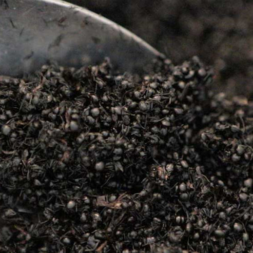 Circle Harvest 5g Dehydrated Tyrant Ants | Edible Insects Australia