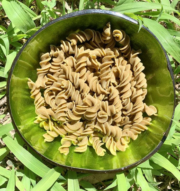 High Protein Cricket Pasta- Australia Clean Protein – Circle Harvest