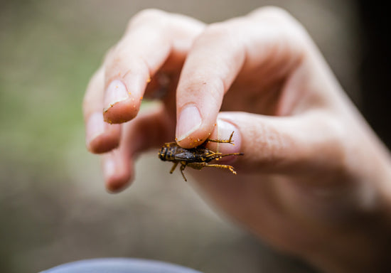 Flavoured Cricket Snacks | High-Protein Edible Insects | Australia ...